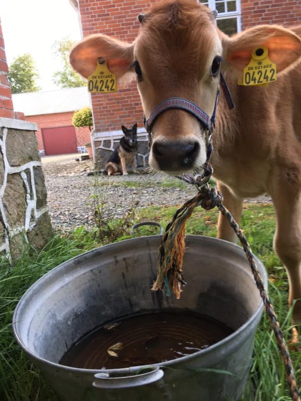 Mollerup Mølle Kalve-T | Hjulbækgård - Gårdbutik og webshop